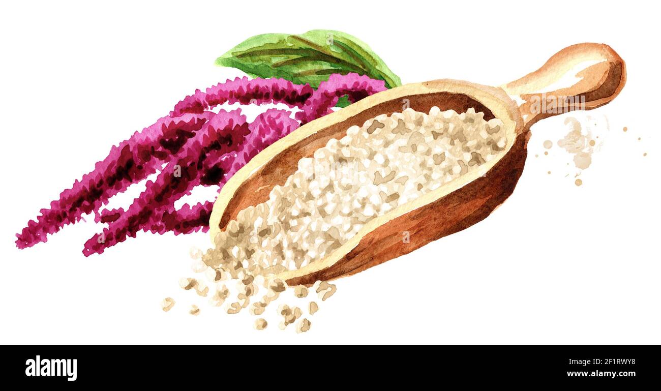Amaranth plant and seeds in the scoop. Hand drawn watercolor ...
