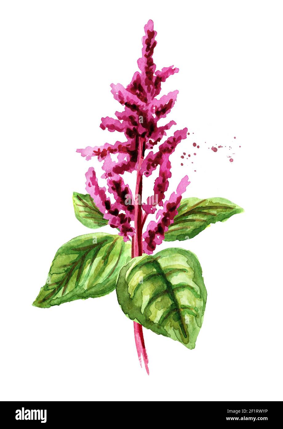 Blooming amaranth plant. Hand drawn watercolor illustration, isolated ...