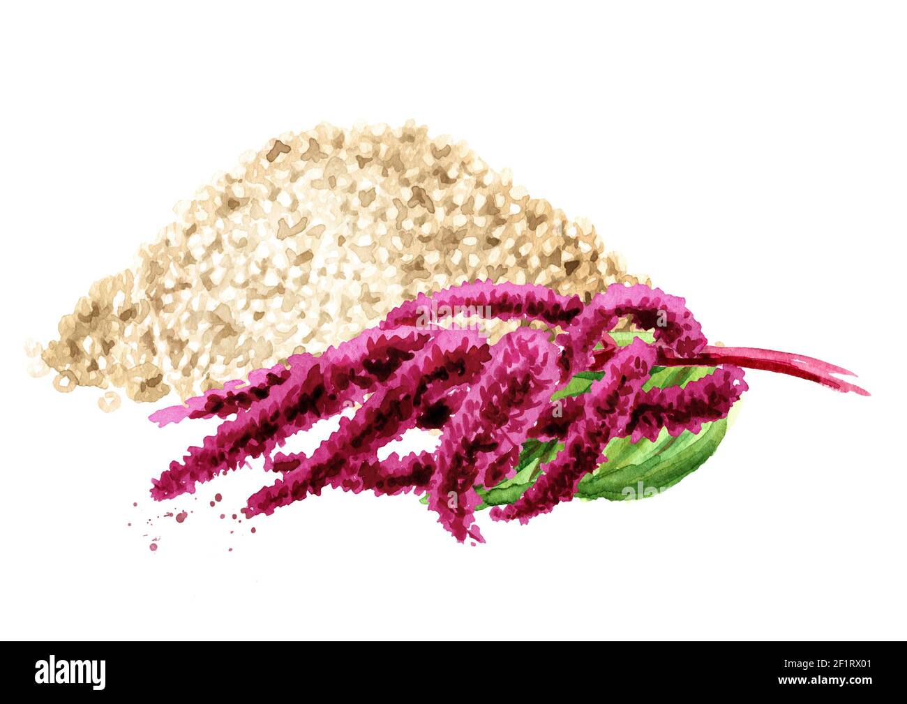 Amaranth plant and seeds. Hand drawn watercolor illustration isolated ...