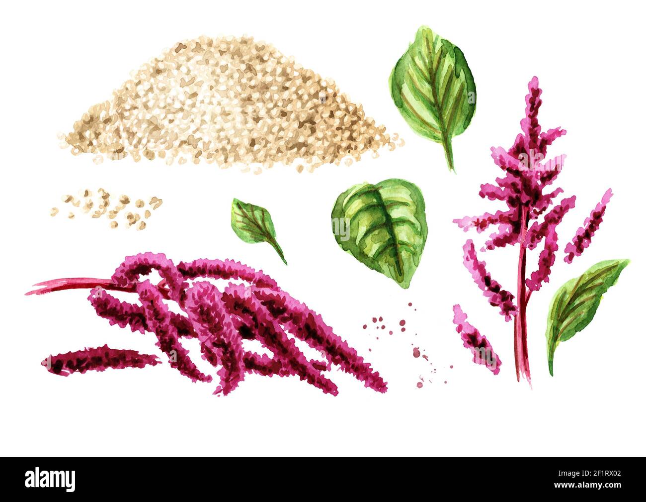 Amaranth plant with seeds set. Hand drawn watercolor illustration ...