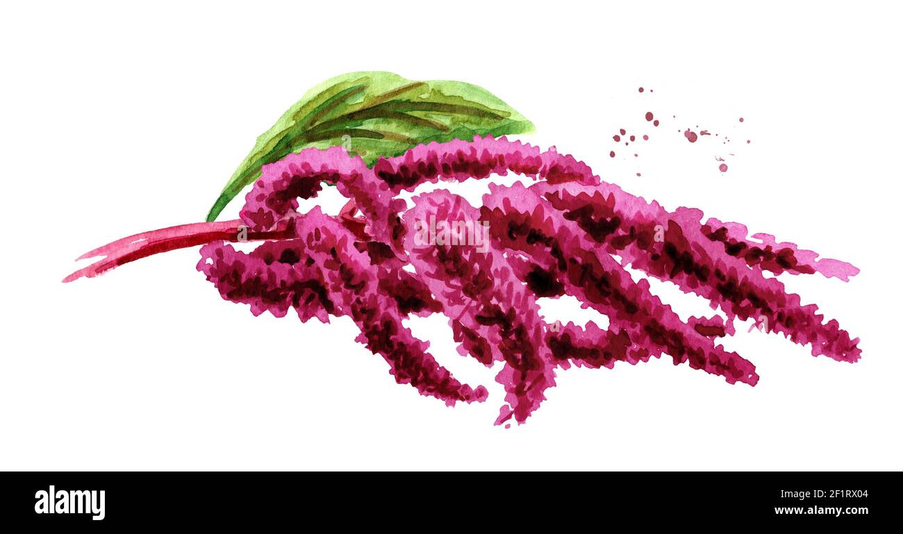 Blooming amaranth plant. Hand drawn watercolor illustration isolated on ...