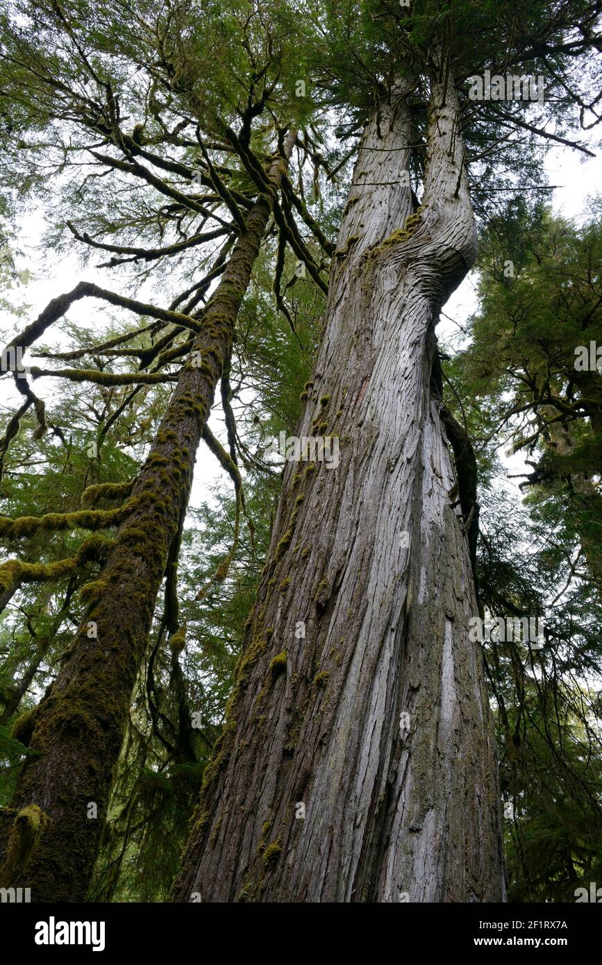 Old cedar tree towering over the Rain Forest Trail, Pacific Rim ...