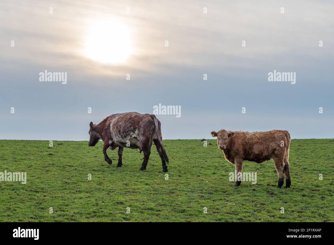 Field of cows sunset hi-res stock photography and images - Alamy