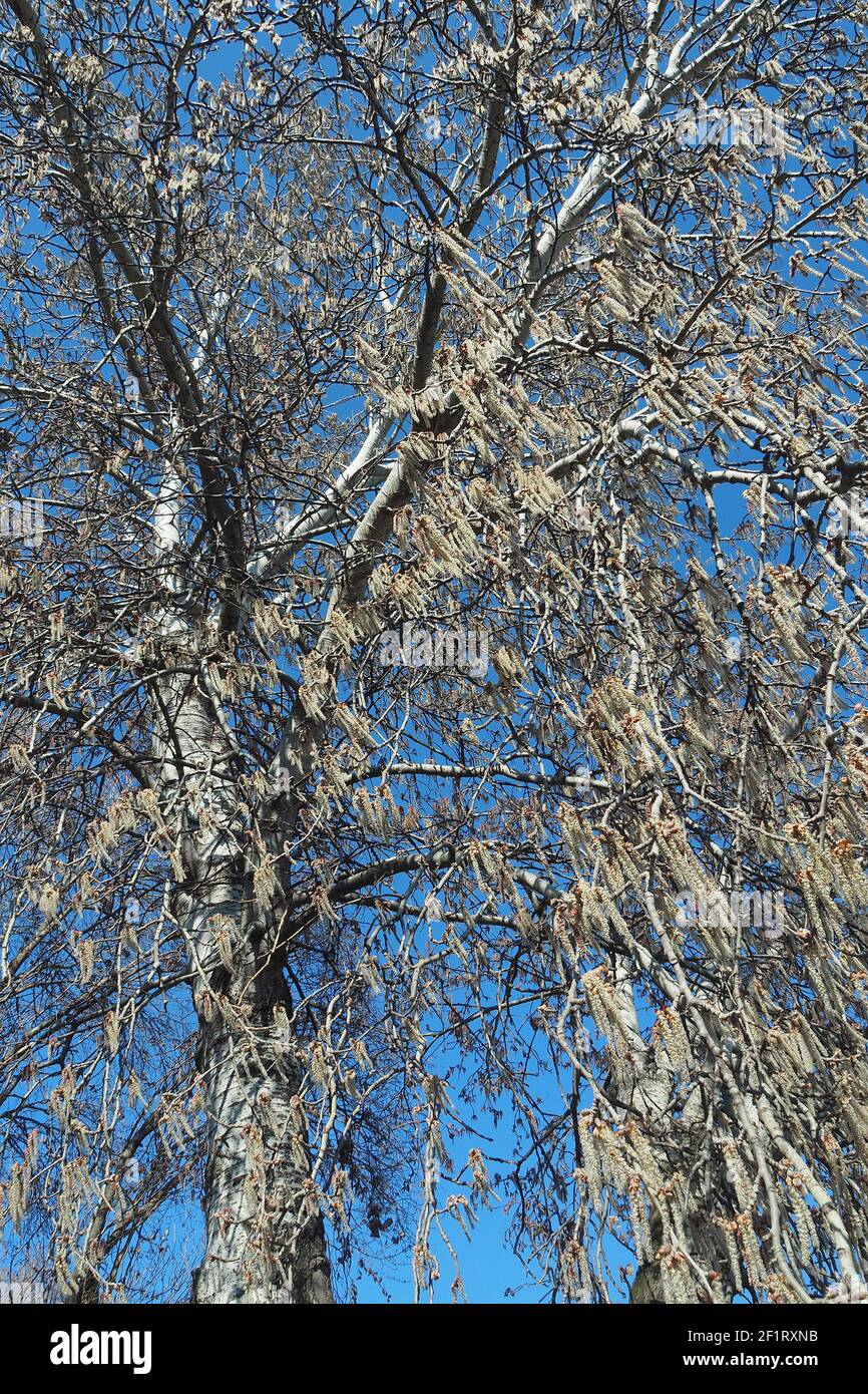 Feuille de peuplier hi-res stock photography and images - Alamy