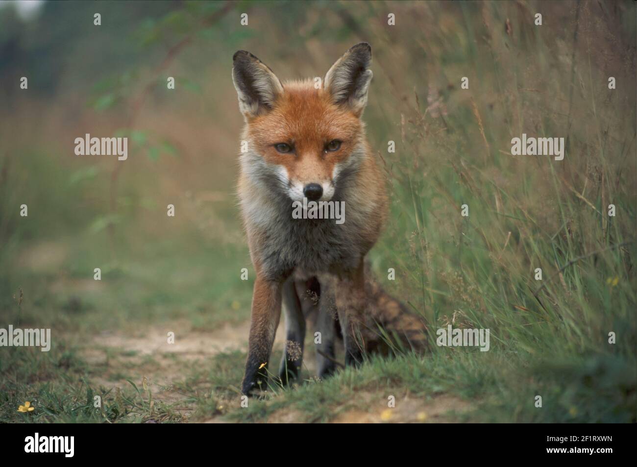 Adult Wild Fox (Vulpes vulpes) standing on Forest Path. Hemsted Forest ...