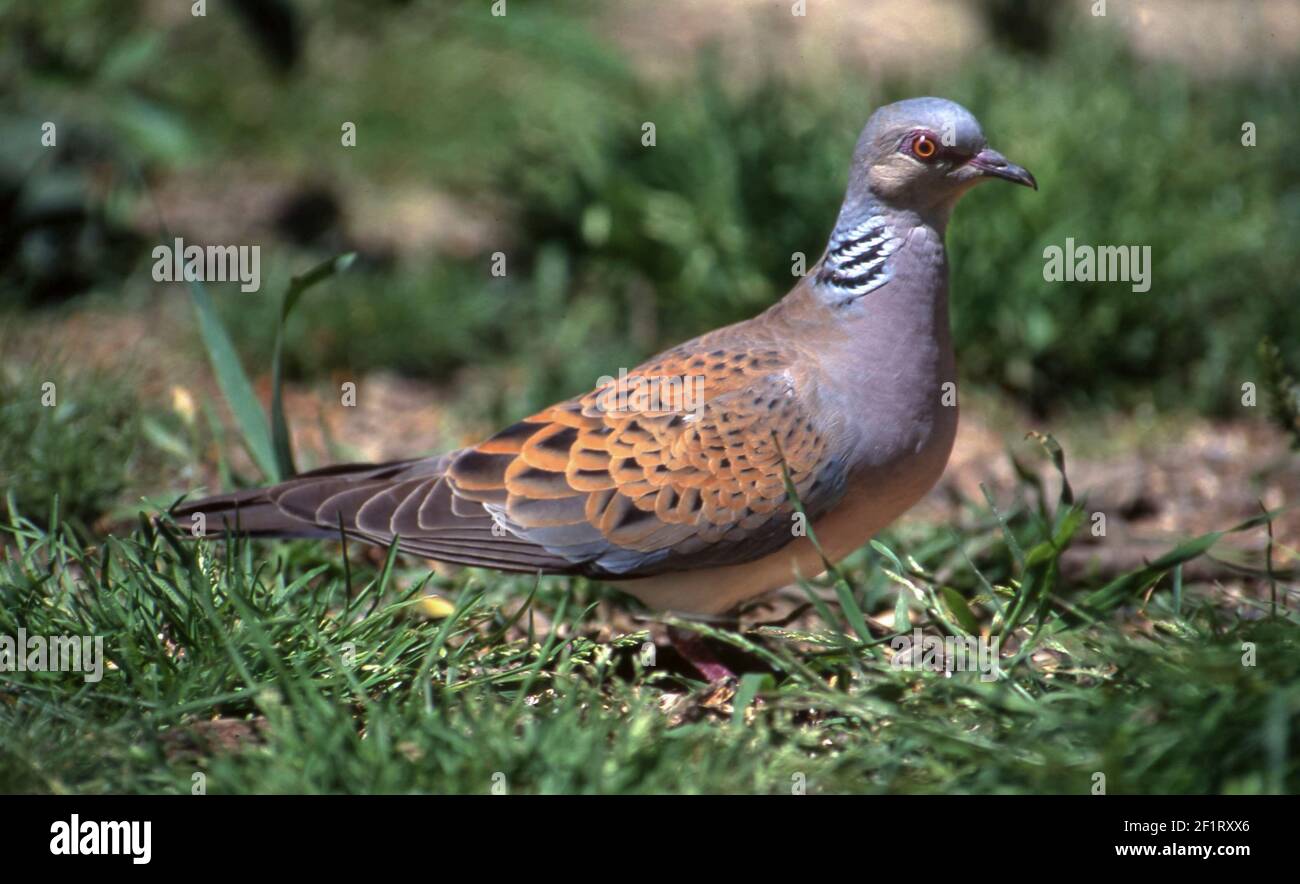 Turtle bird hi-res stock photography and images - Alamy