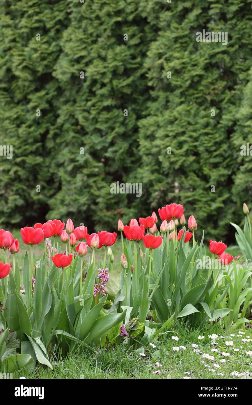 Red tulips blooming in the garden in may on the background of thuja ...