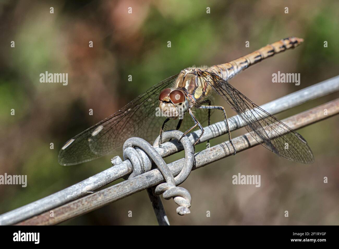Dragonflies Macro photography in the countryside of Sardinia Italy ...