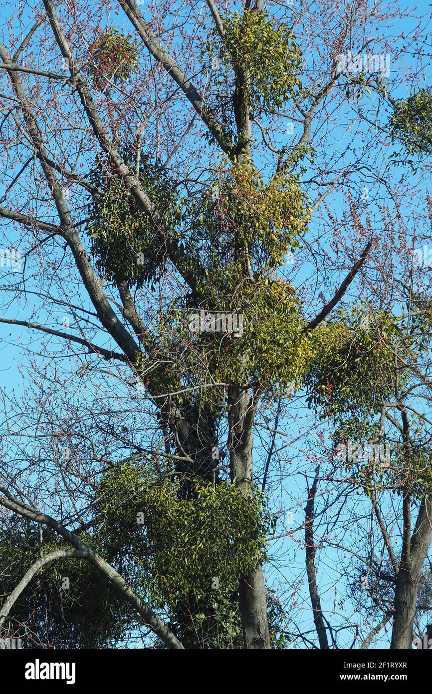 European mistletoe, common mistletoe, Weißbeerige Mistel, gui, Viscum ...