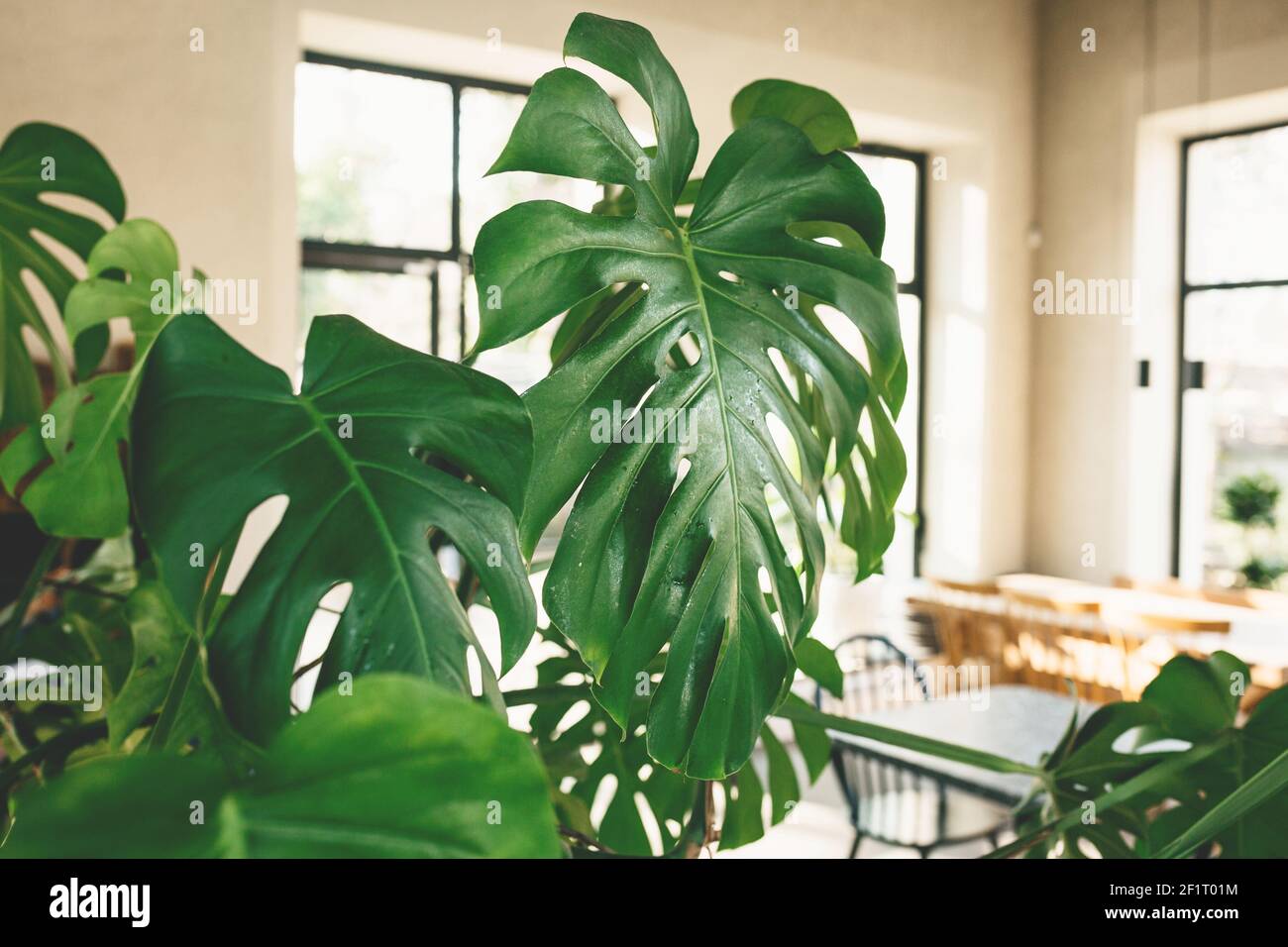 Close up of leaves of monstera plant Stock Photo - Alamy