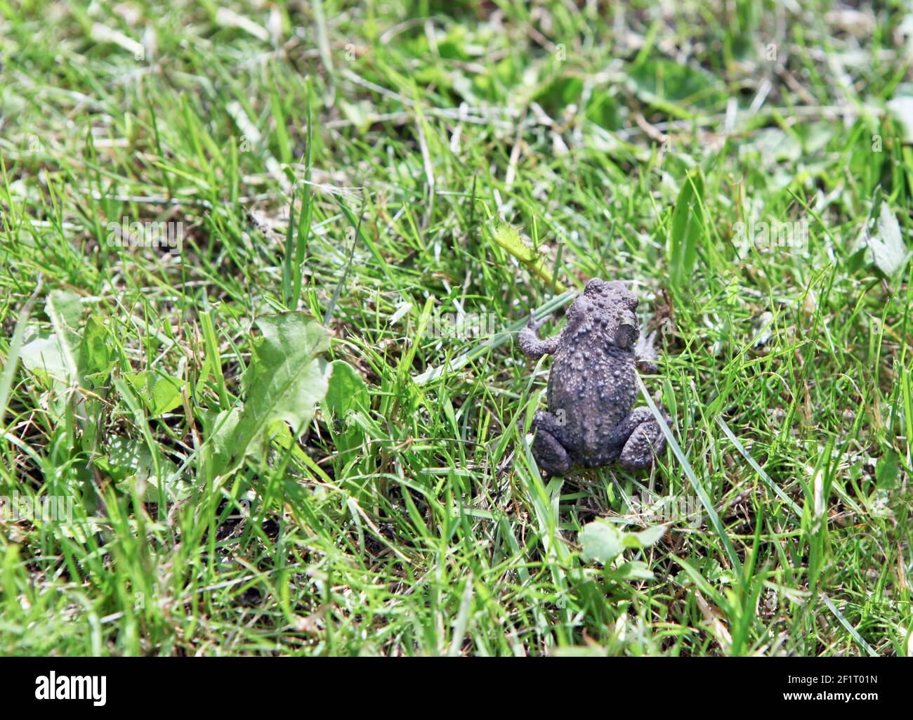 American bullfrog croaking hi-res stock photography and images - Alamy
