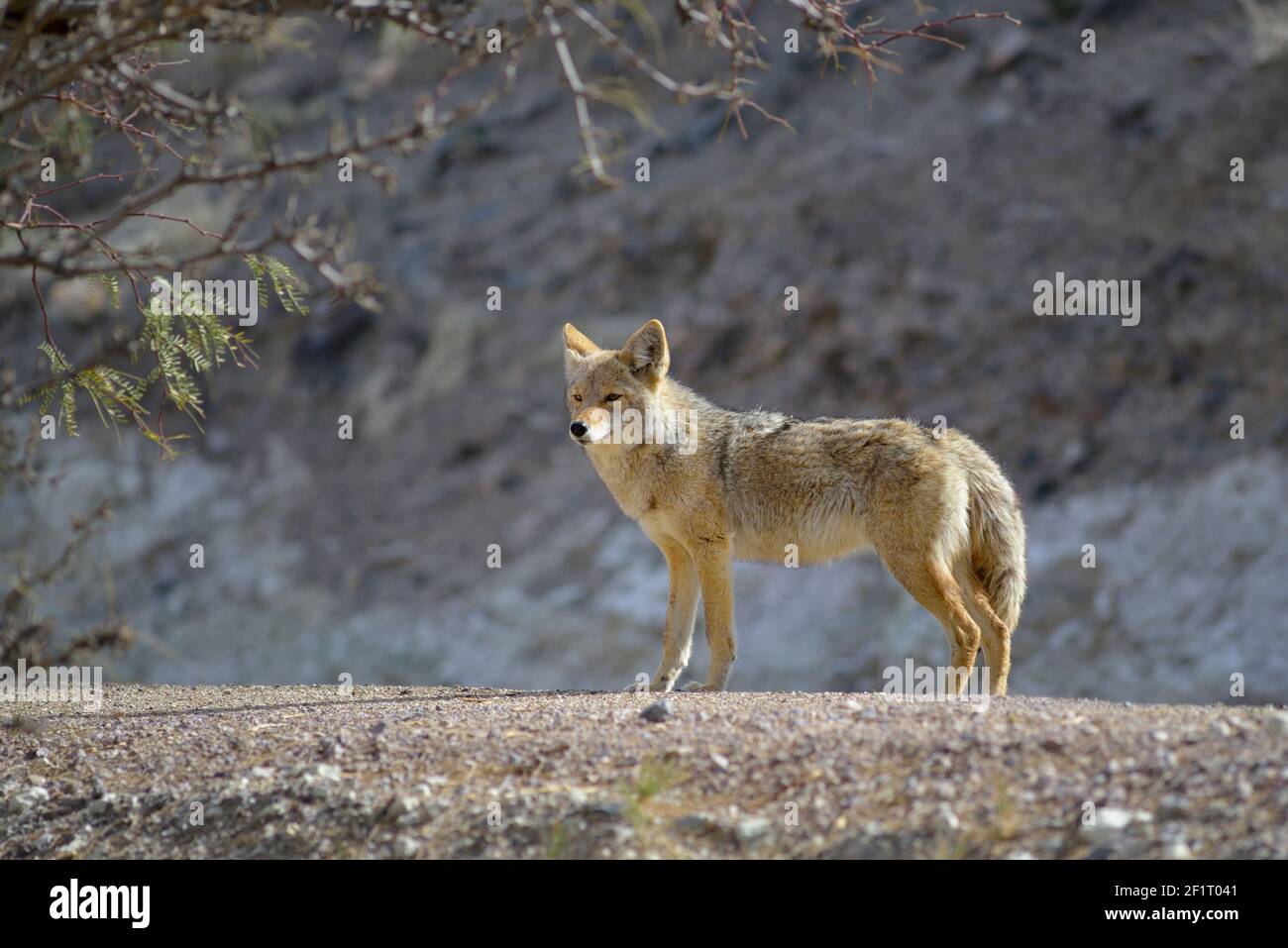 Death valley coyote hi-res stock photography and images - Alamy