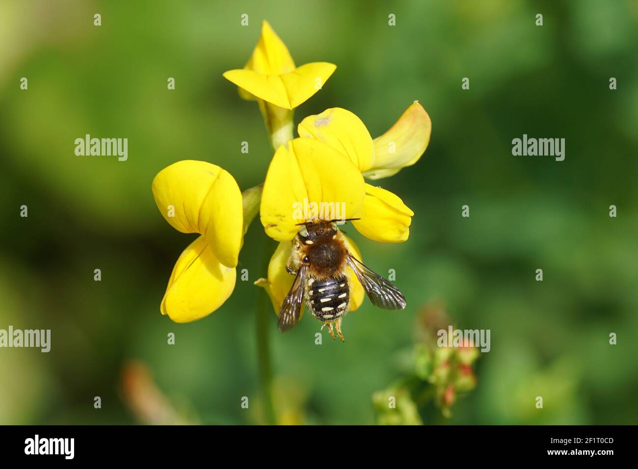 Yellow flowers of common bird's-foot trefoil (Lotus corniculatus), pea ...