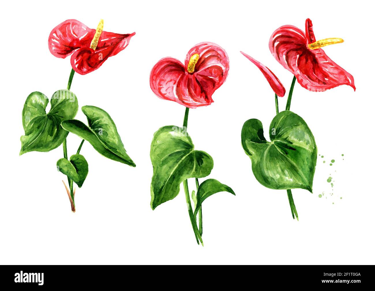 Anthurium Flower Drawing