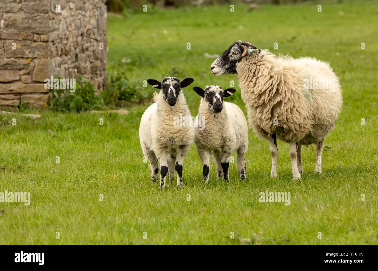 Swaledale Sheep Lambing High Resolution Stock Photography and Images ...