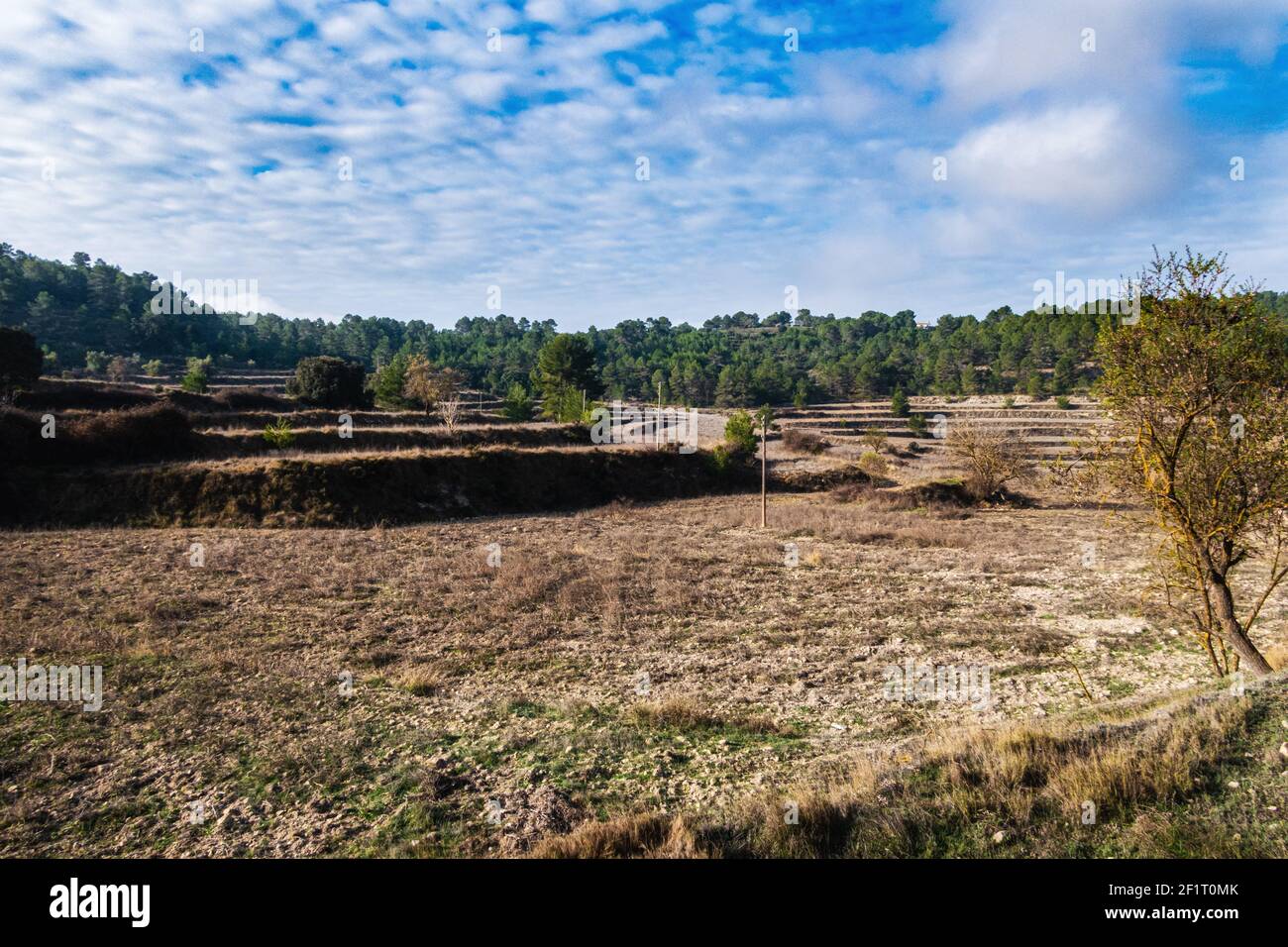 A dry field on forest background Stock Photo - Alamy