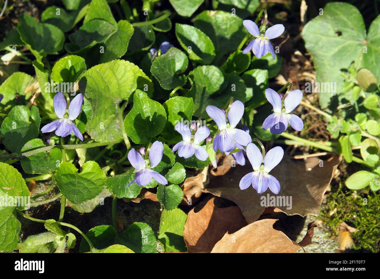 wood violet, sweet violet, common violet, Duftveilchen, Violette ...