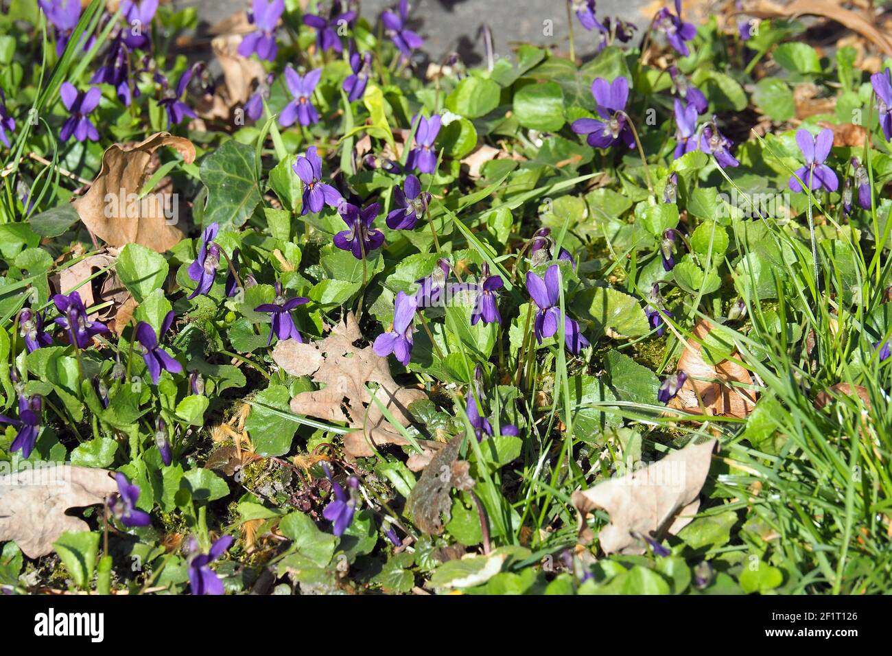 wood violet, sweet violet, common violet, Duftveilchen, Violette ...