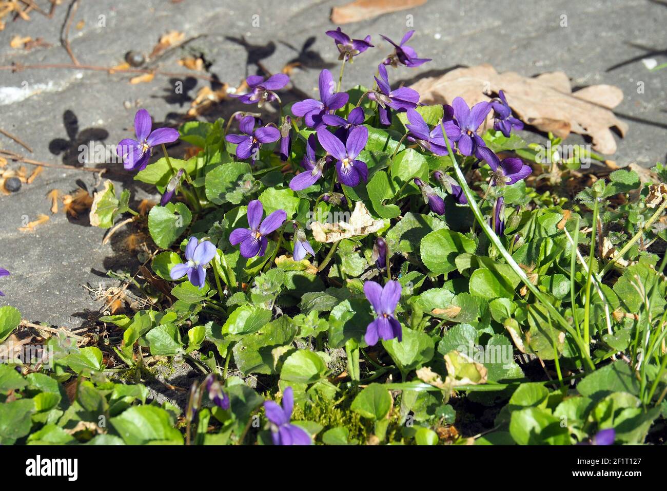 wood violet, sweet violet, common violet, Duftveilchen, Violette ...