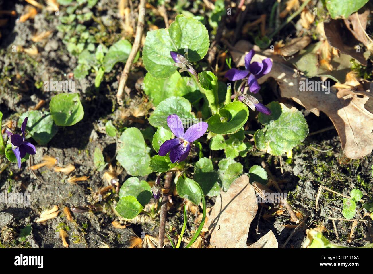 wood violet, sweet violet, common violet, Duftveilchen, Violette ...