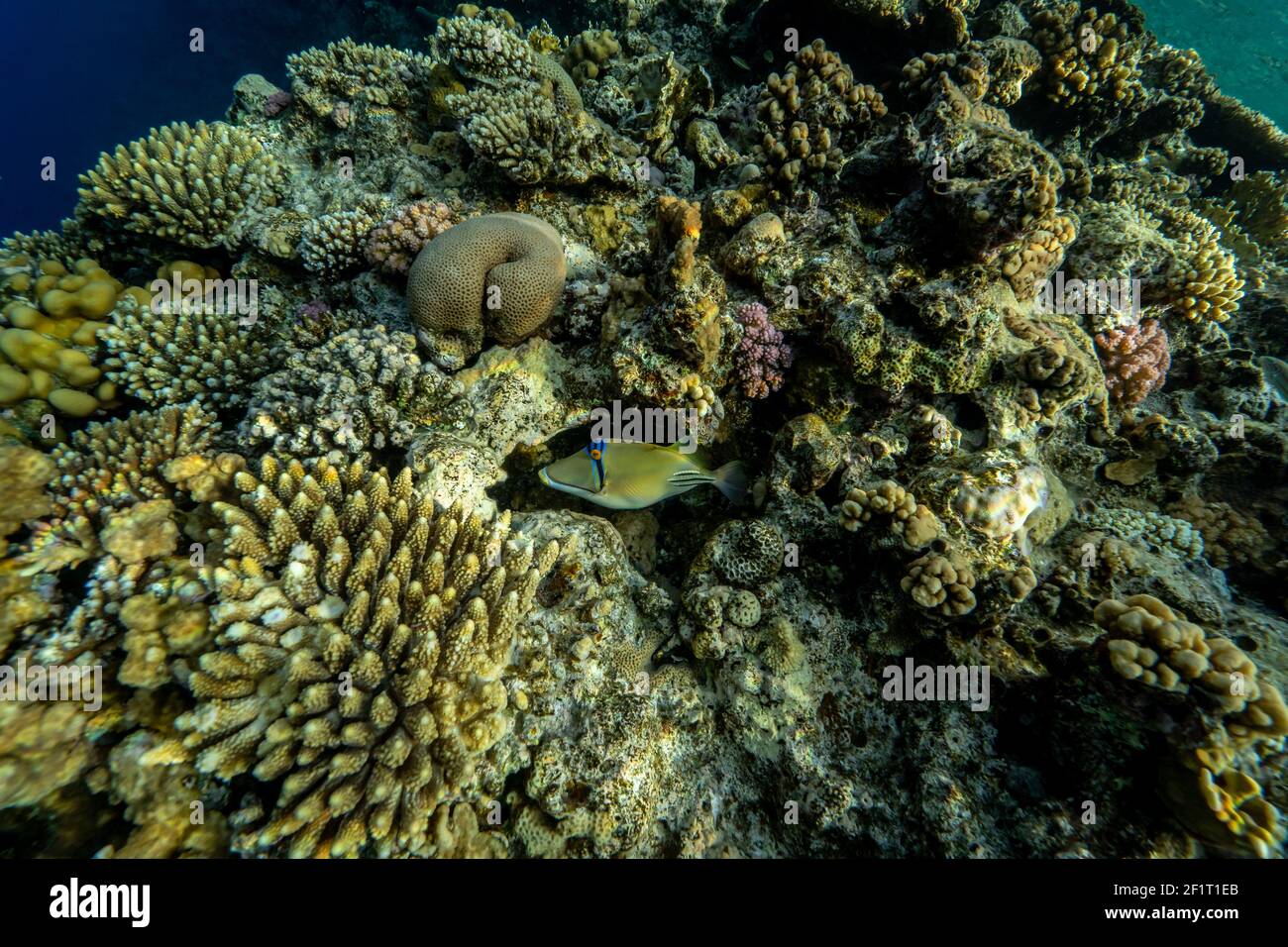 The beautiful reefs of sharm el Sheikh - Egypt Stock Photo - Alamy