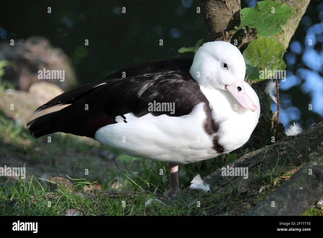 duck in a zoo in france Stock Photo - Alamy