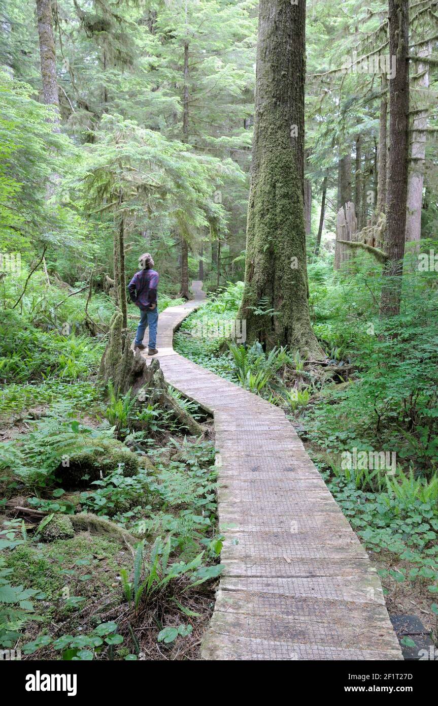Boardwalk in the Carmanah Walbran Provincial Park, British Columbia ...
