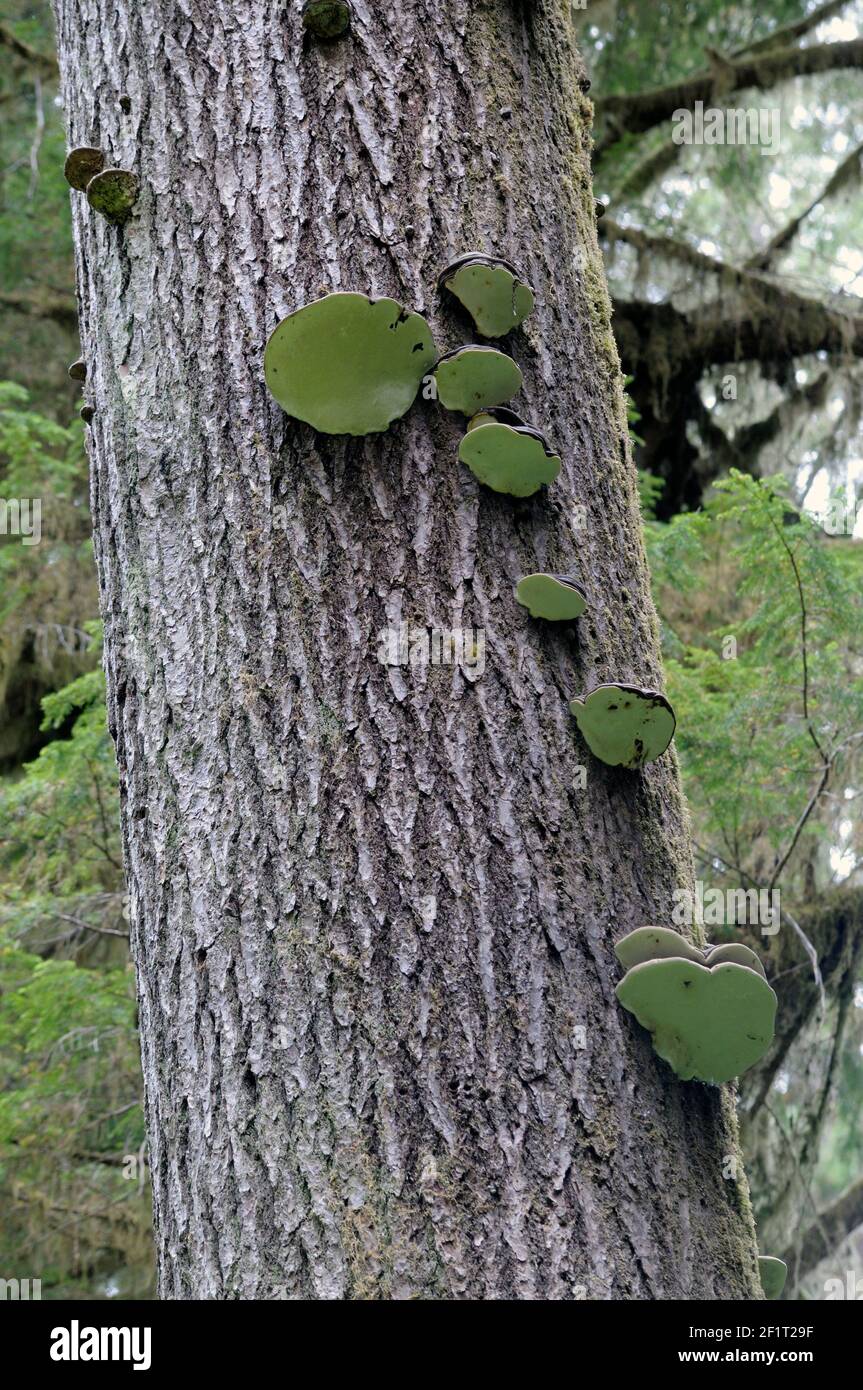Carmanah Walbran Provincial Park, British Columbia, Canada Stock Photo ...
