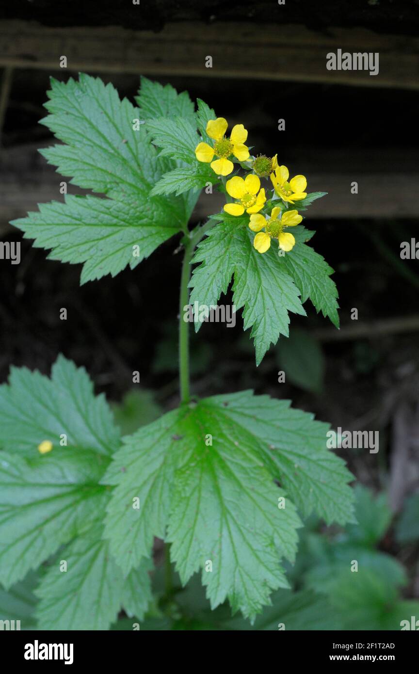 Geum Macrophyllum Fruit