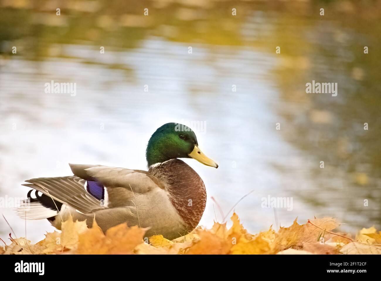 Sitting duck hi-res stock photography and images - Alamy
