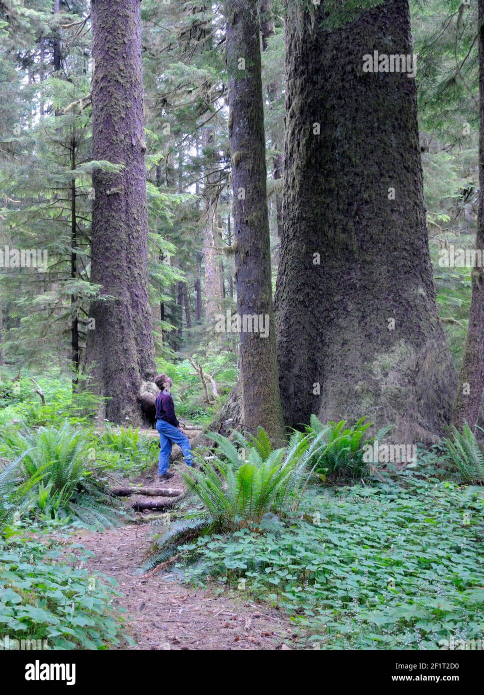 Looking up at Giant Sitka Spruce trees, Carmanah Walbran Provincial ...