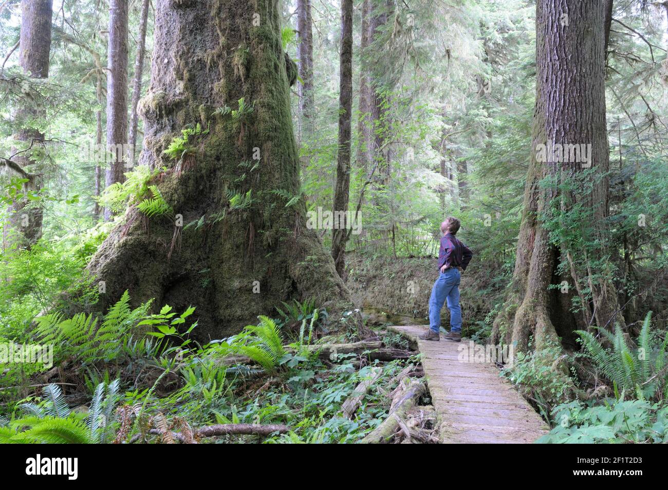 Giant Sitka Spruce trees, Carmanah Walbran Provincial Park, British ...