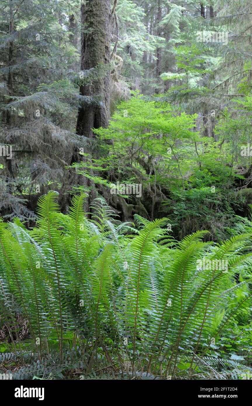 Carmanah Walbran Provincial Park, British Columbia, Canada Stock Photo ...