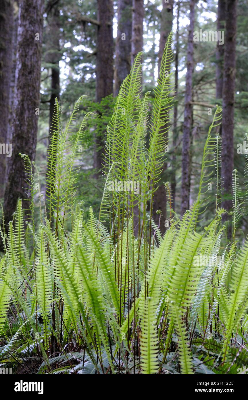 Carmanah Walbran Provincial Park, British Columbia, Canada Stock Photo ...