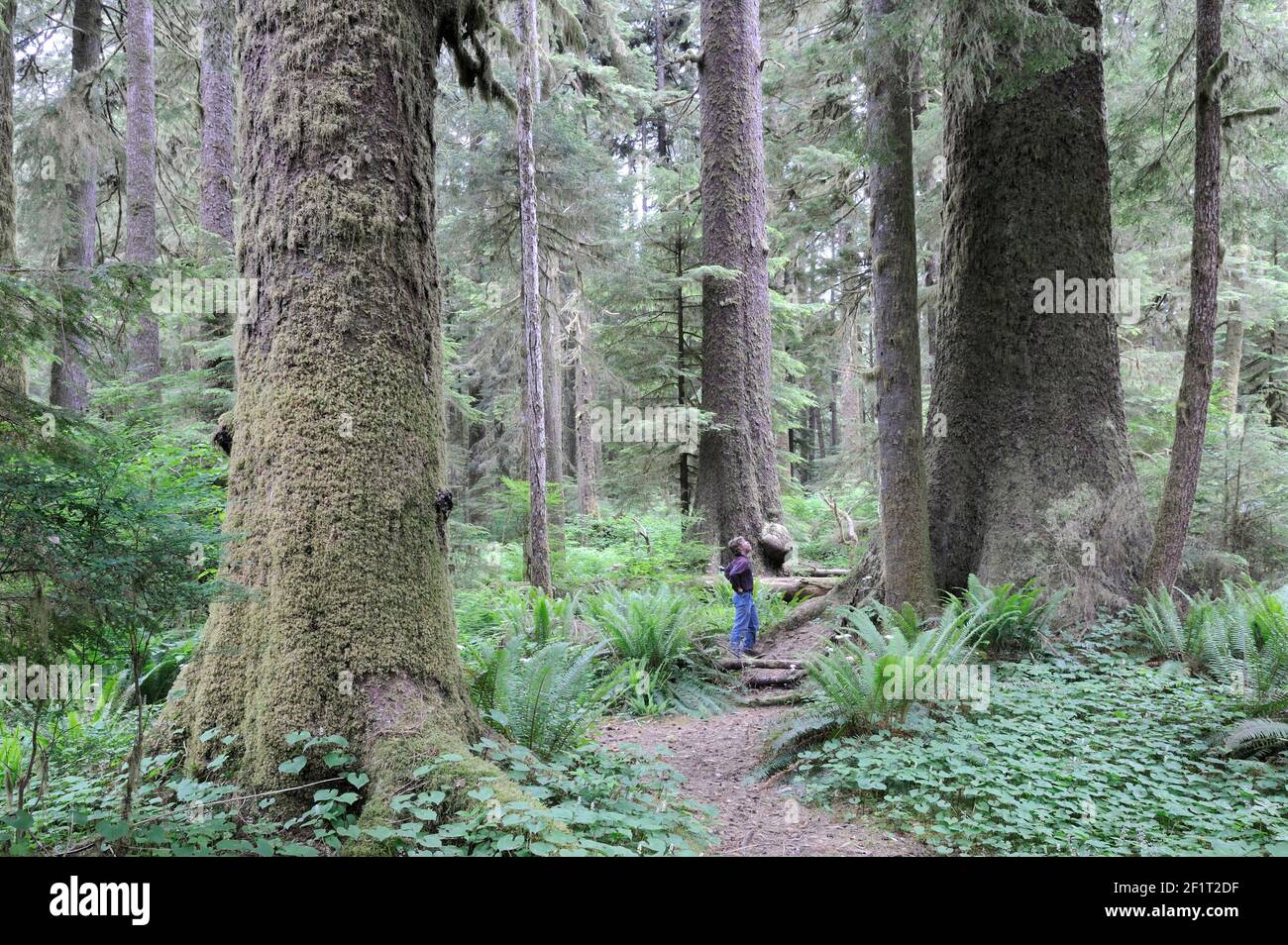 Giant Sitka Spruce trees, Carmanah Walbran Provincial Park, British ...