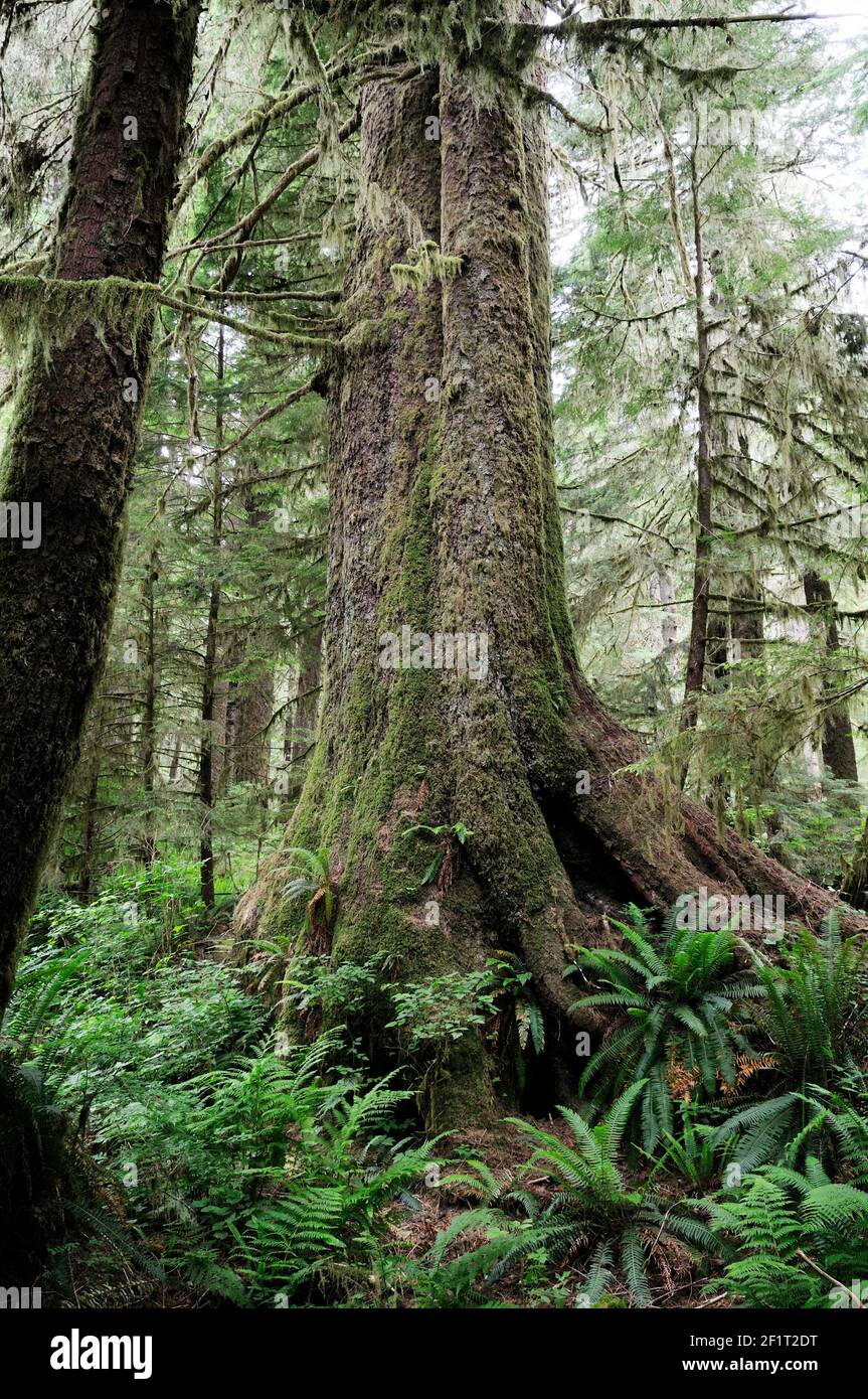 Carmanah walbran provincial park hi-res stock photography and images ...