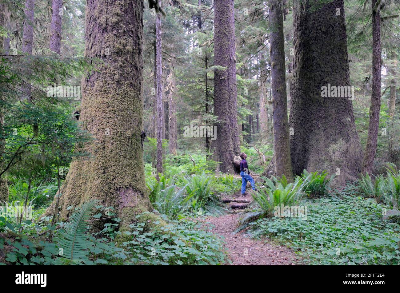 Carmanah Walbran Provincial Park, British Columbia, Canada Stock Photo ...