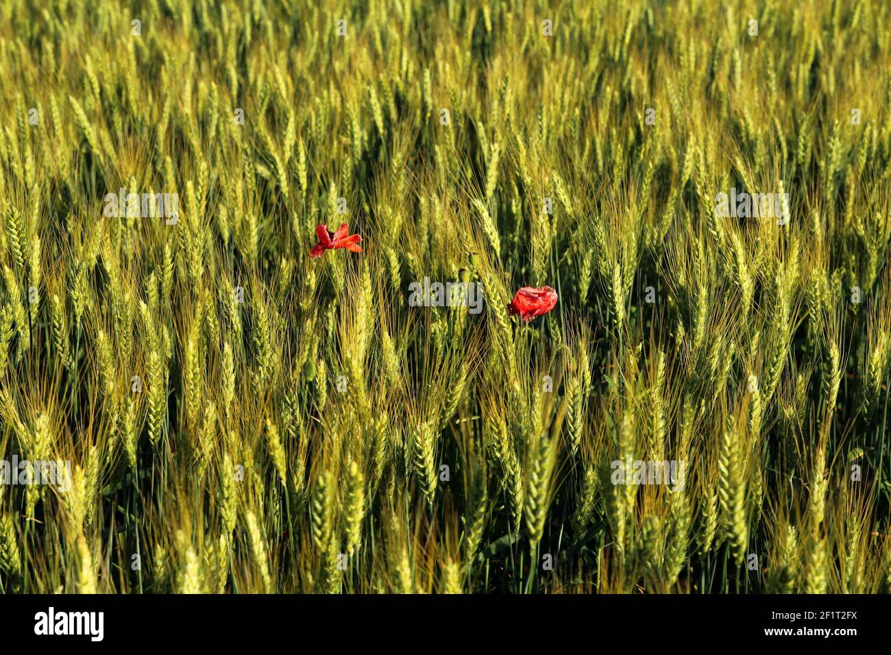 Field of wheat with two poppy flowers Stock Photo - Alamy