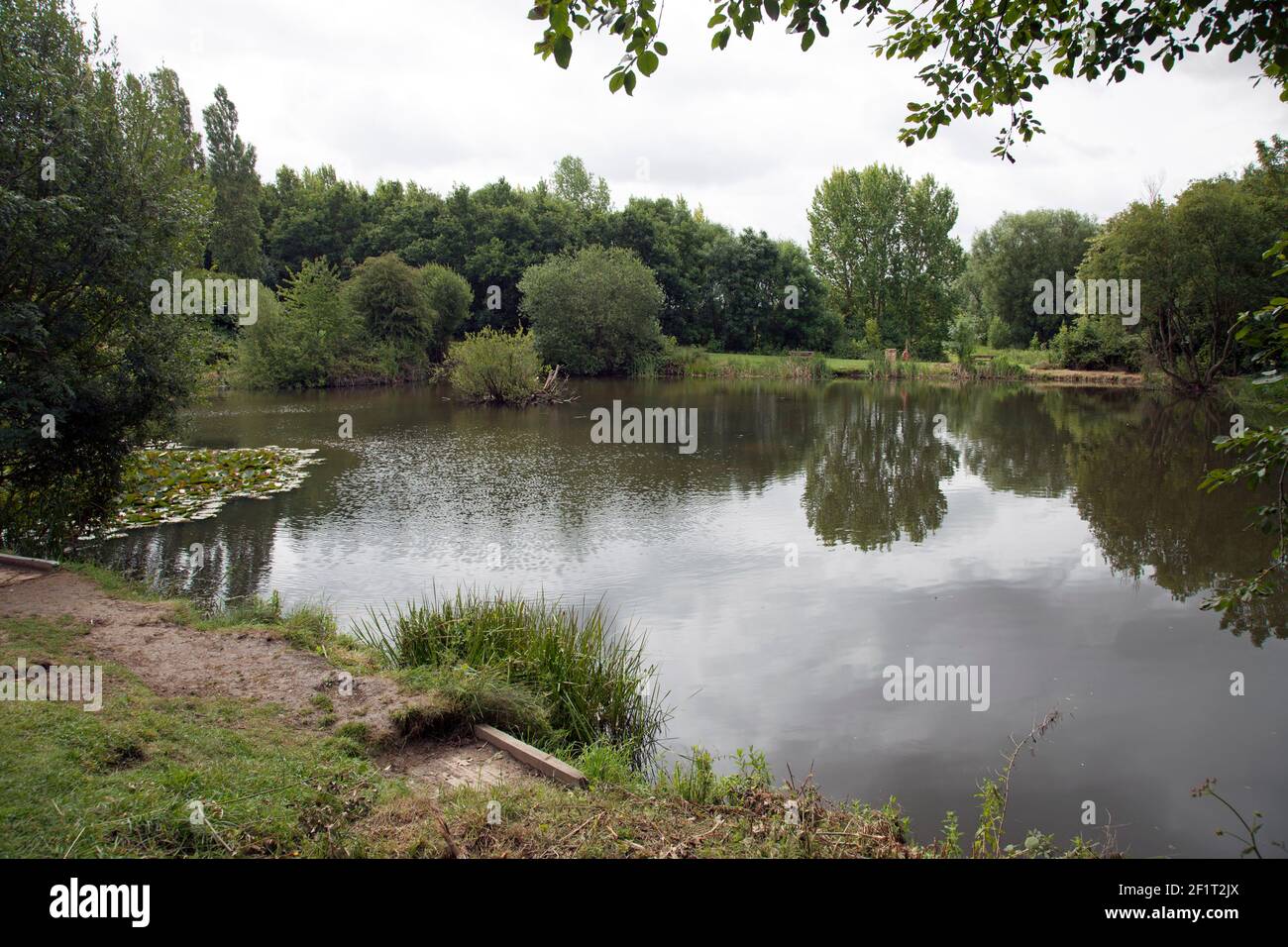 Rain falling on a still pond. Quiet and secluded place, surrounded with ...