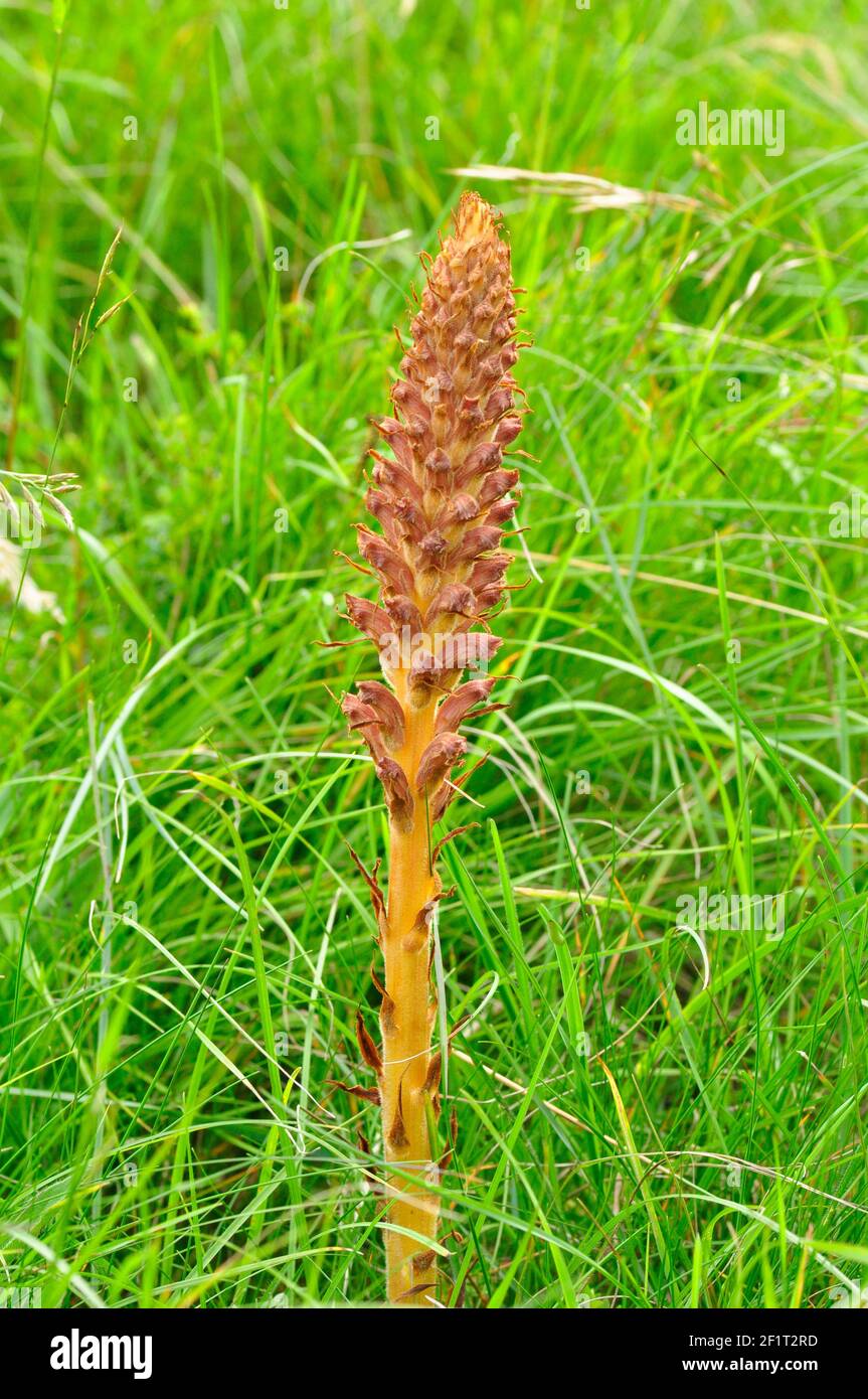 Knapweed broomrape (Orobanche elatior) flower spike which is parasitic ...