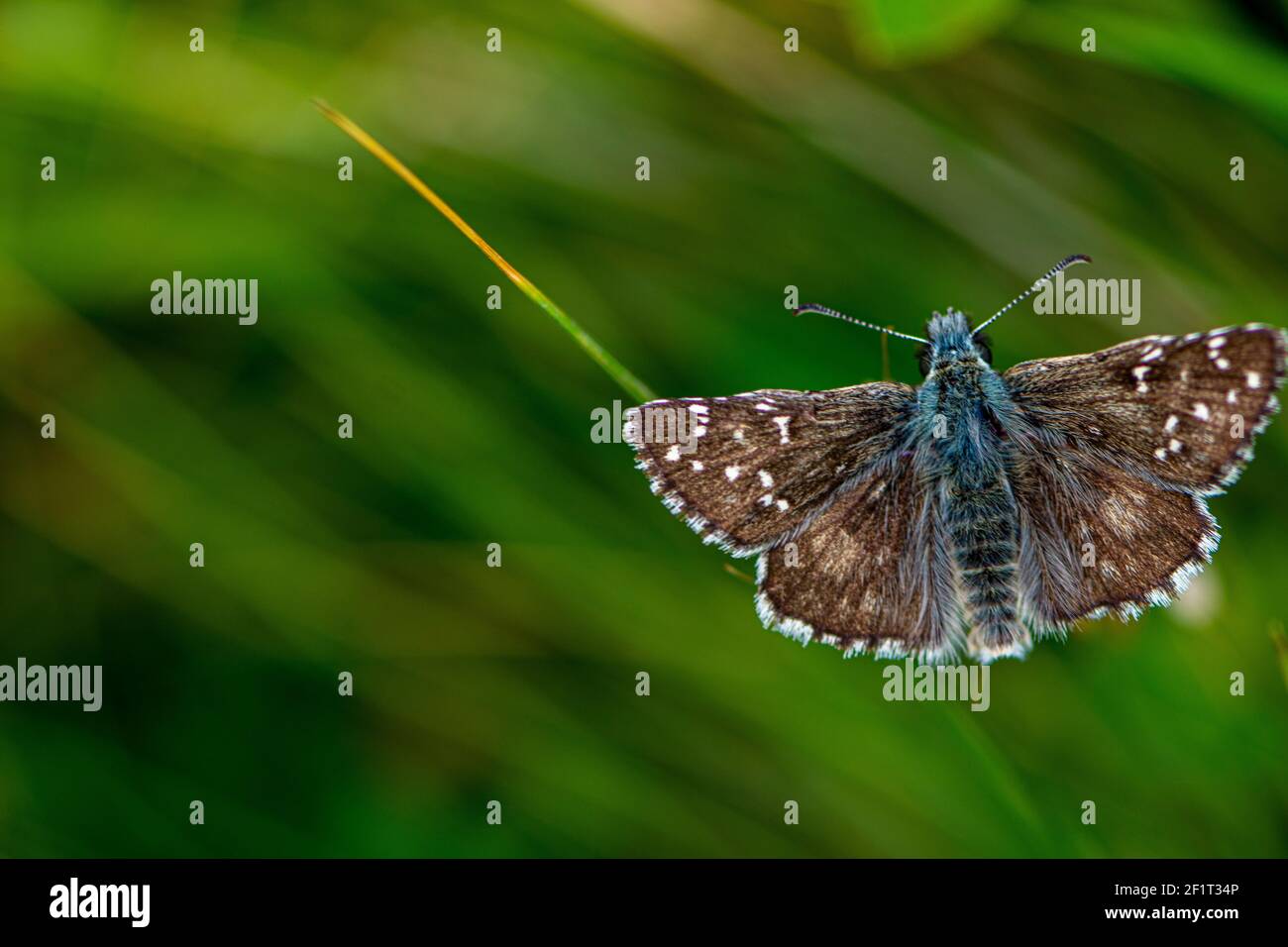 Top view of beautiful brown butterfly with white dots flying above the ...