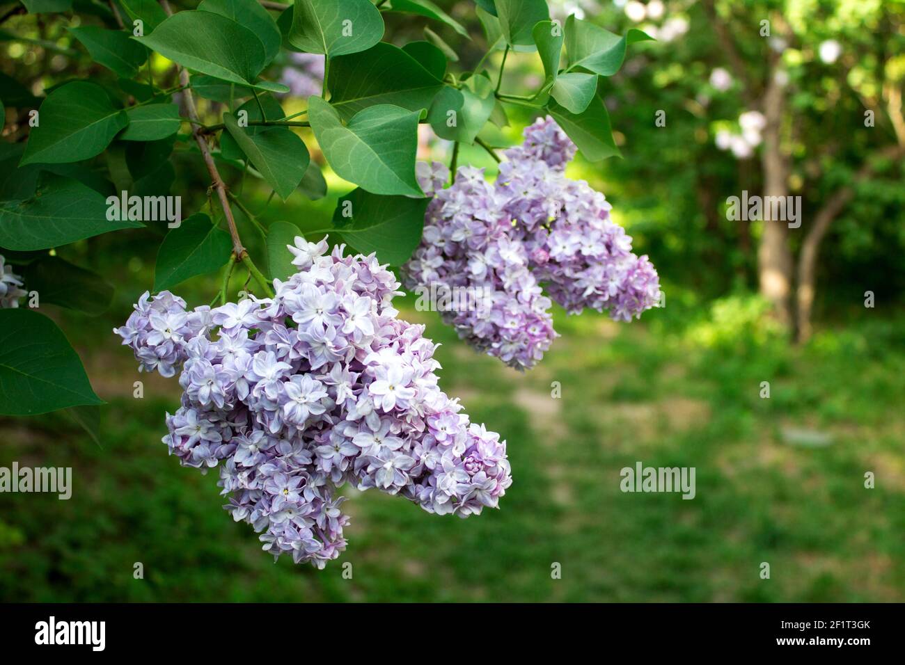 Lilacs in a garden hi-res stock photography and images - Alamy