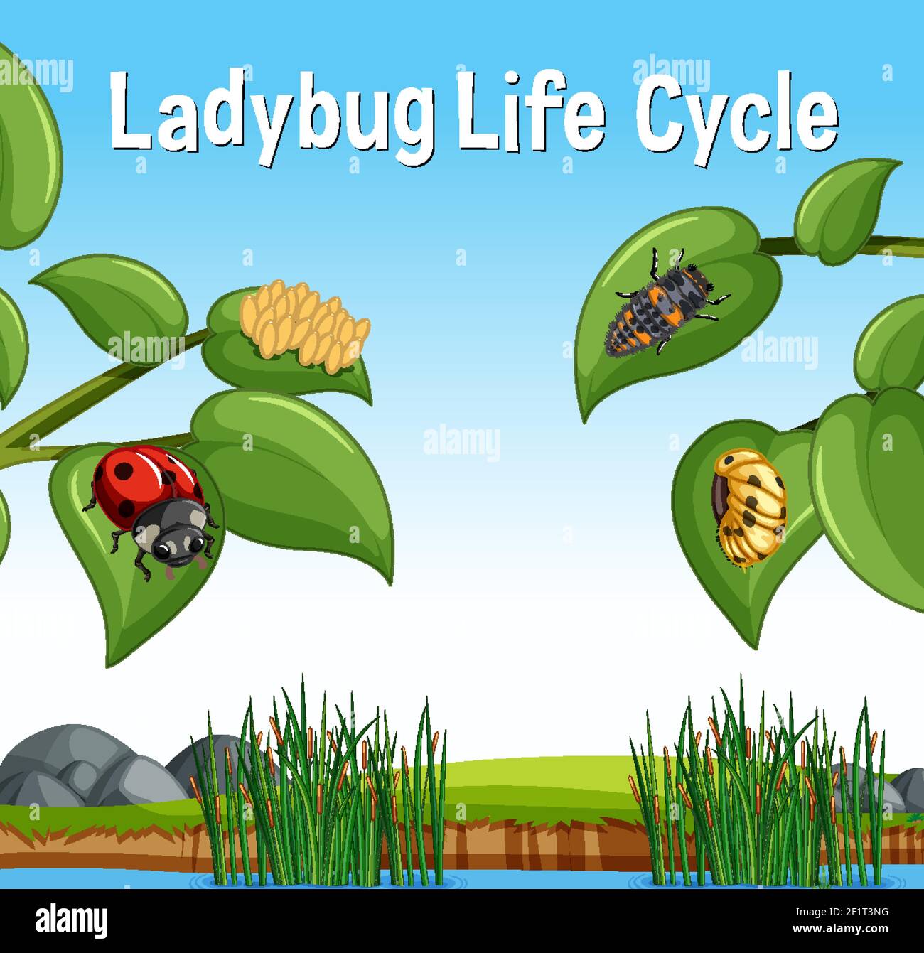 Scene with Ladybug Life Cycle illustration Stock Vector Image & Art - Alamy