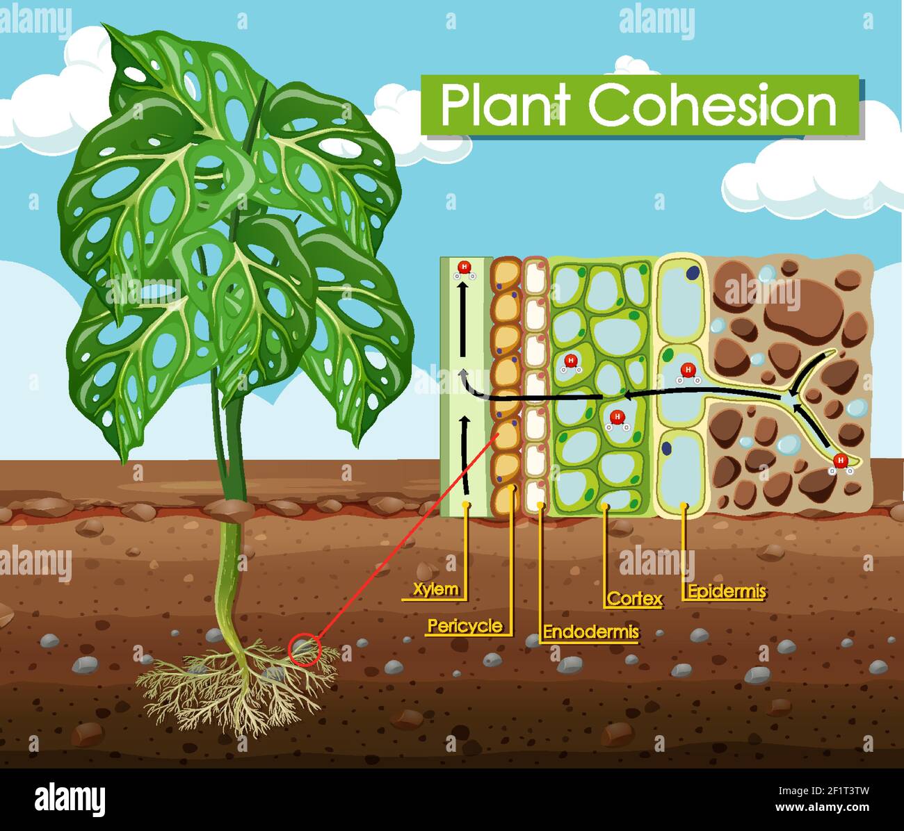 Diagram showing Plant Cohesion illustration Stock Vector Image & Art ...
