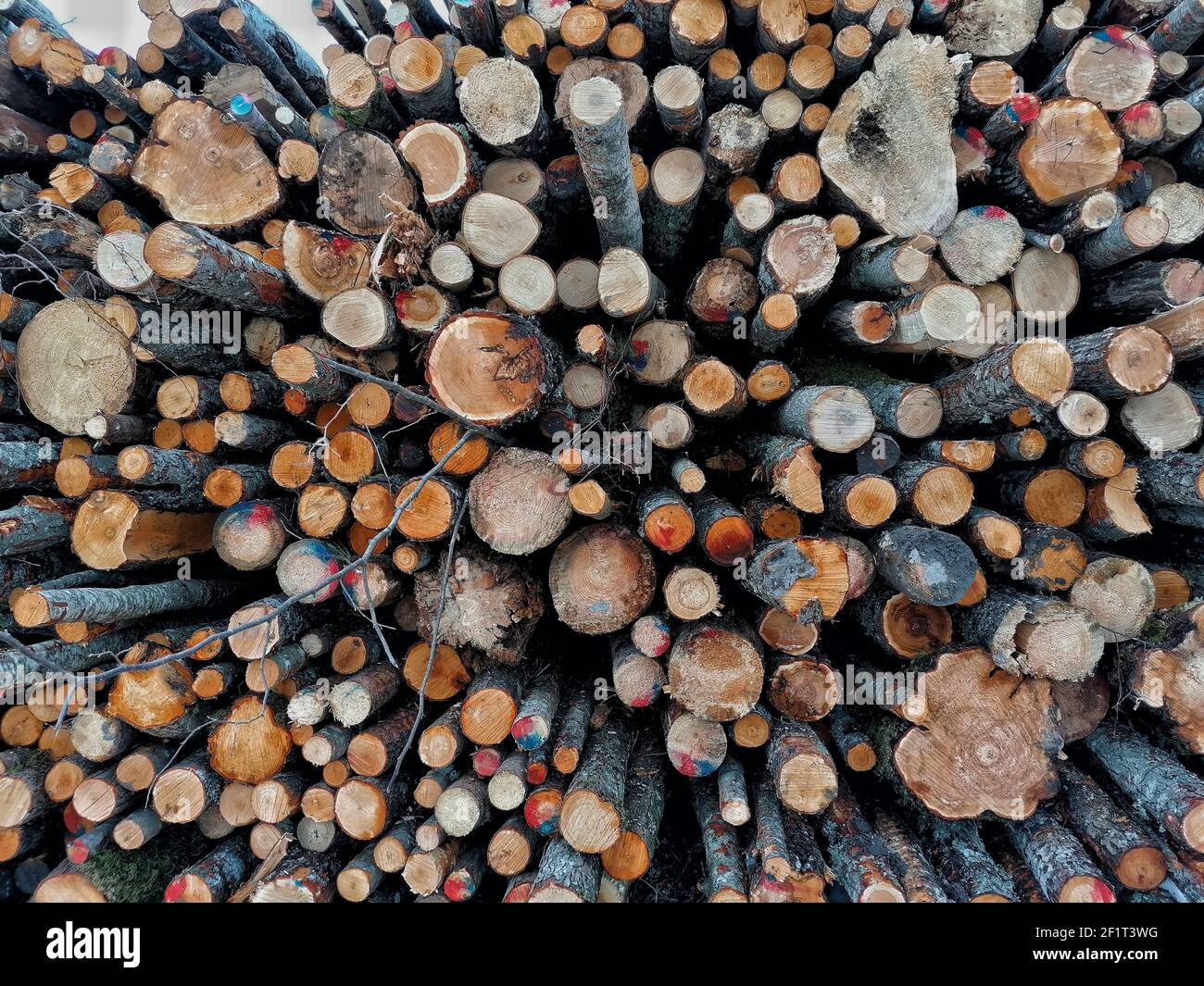 A top view of a stack of logs and tree branches Stock Photo - Alamy