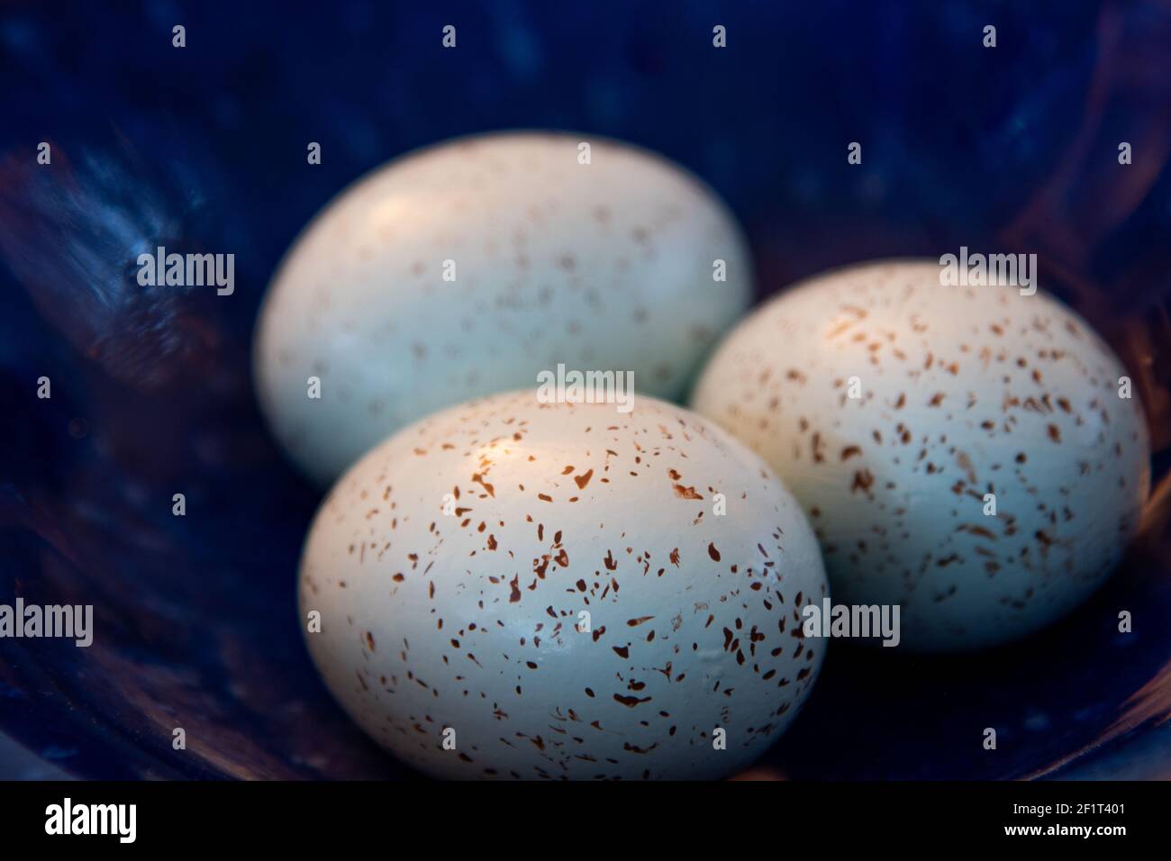 easter decoration turkey hen egg Stock Photo - Alamy