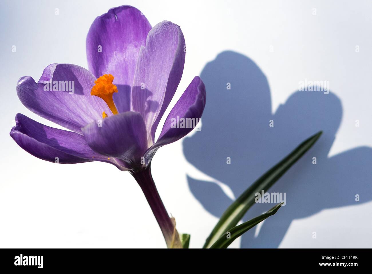 Crocus in sun with shadow Stock Photo - Alamy