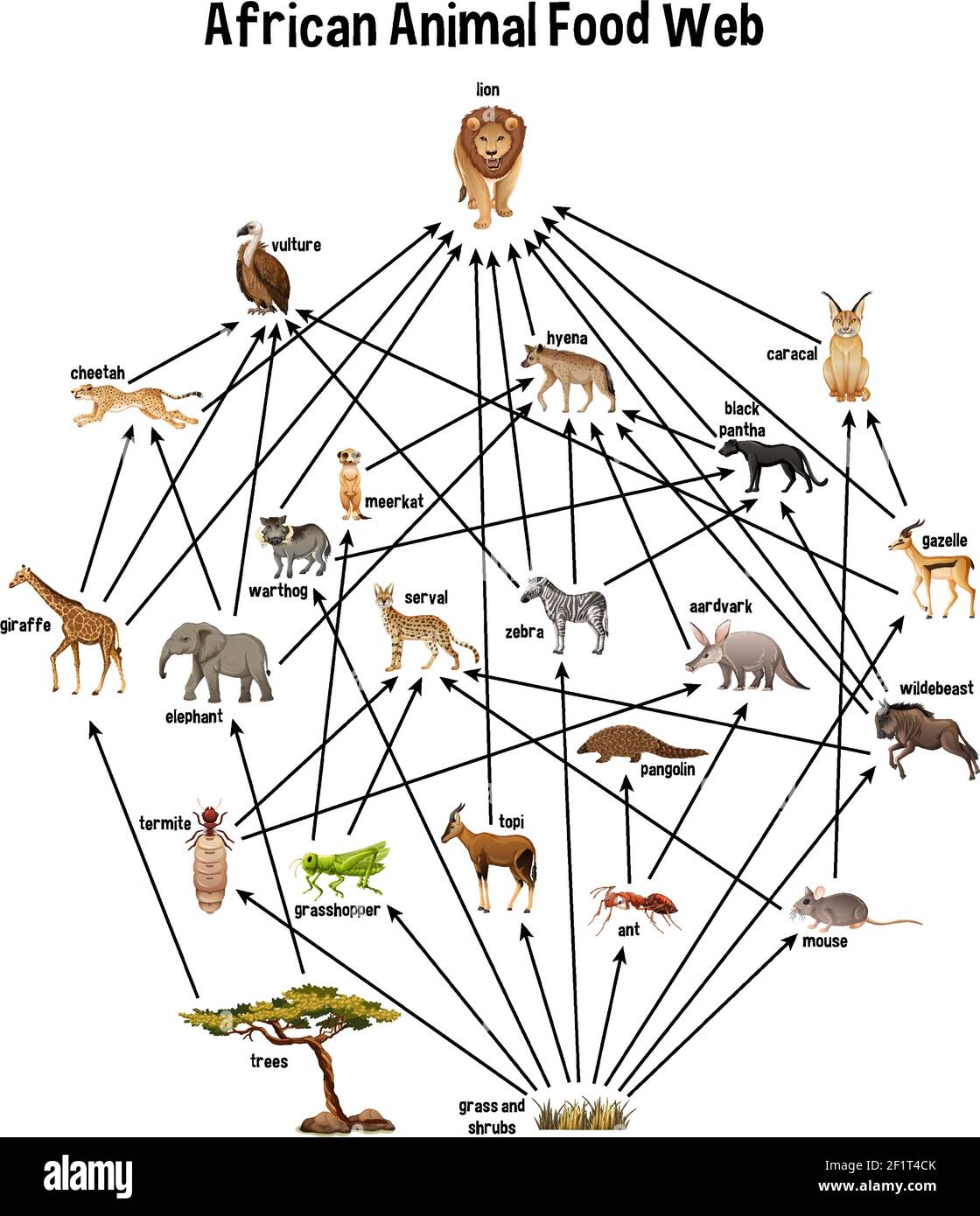 African animal food web on white background illustration Stock Vector ...