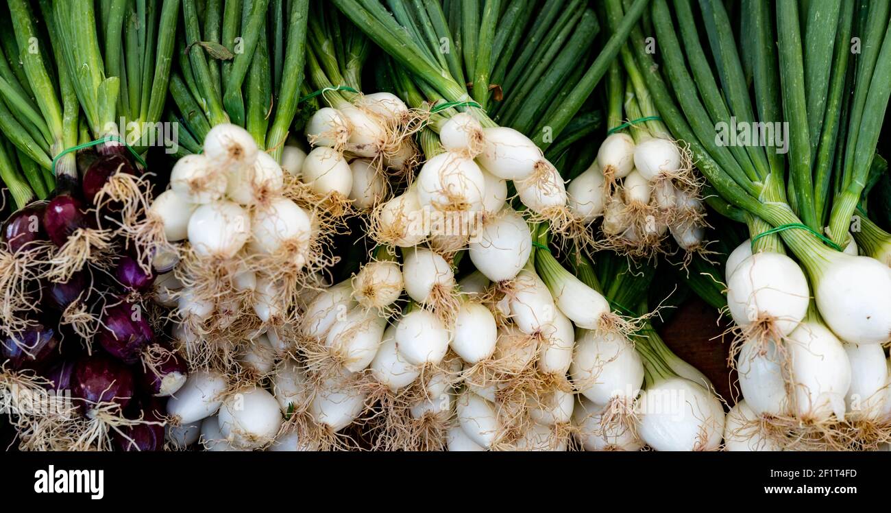 A close up view of many organic red and white onion types Stock Photo ...