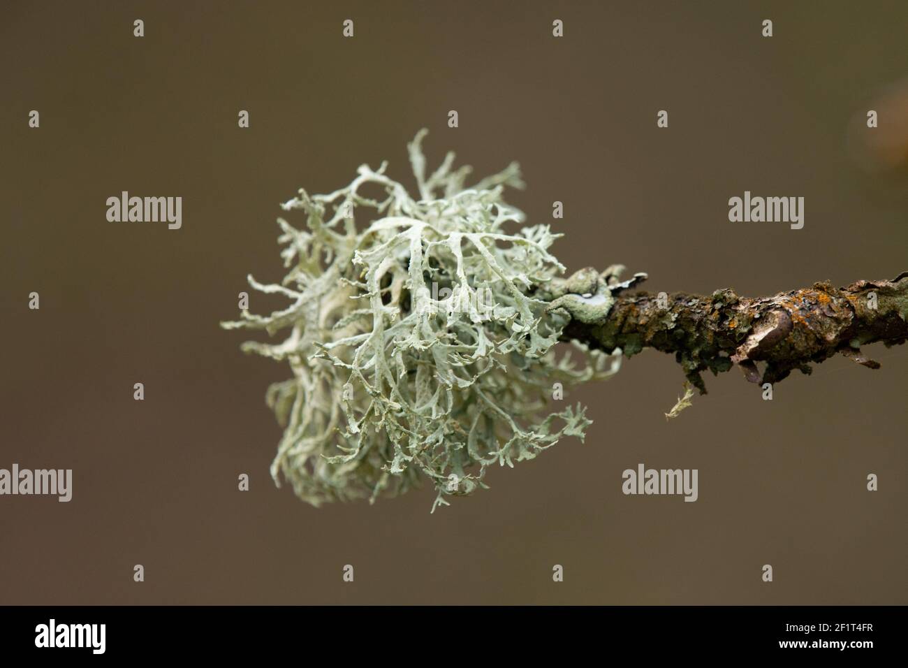 Lichen on twig hi-res stock photography and images - Alamy